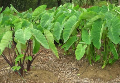 Cultivation of Edible Arum or Arvi in India ; A complete Information ...
