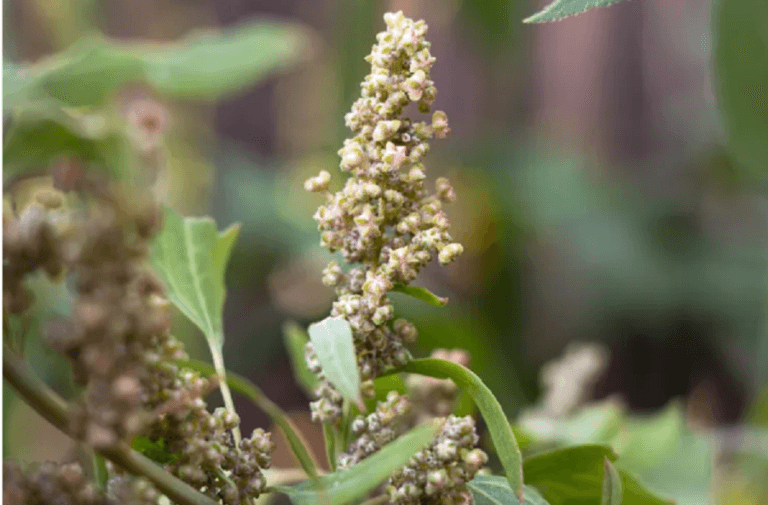 Cultivation of Quinoa - Medicinal crops - Agrovista-Farming